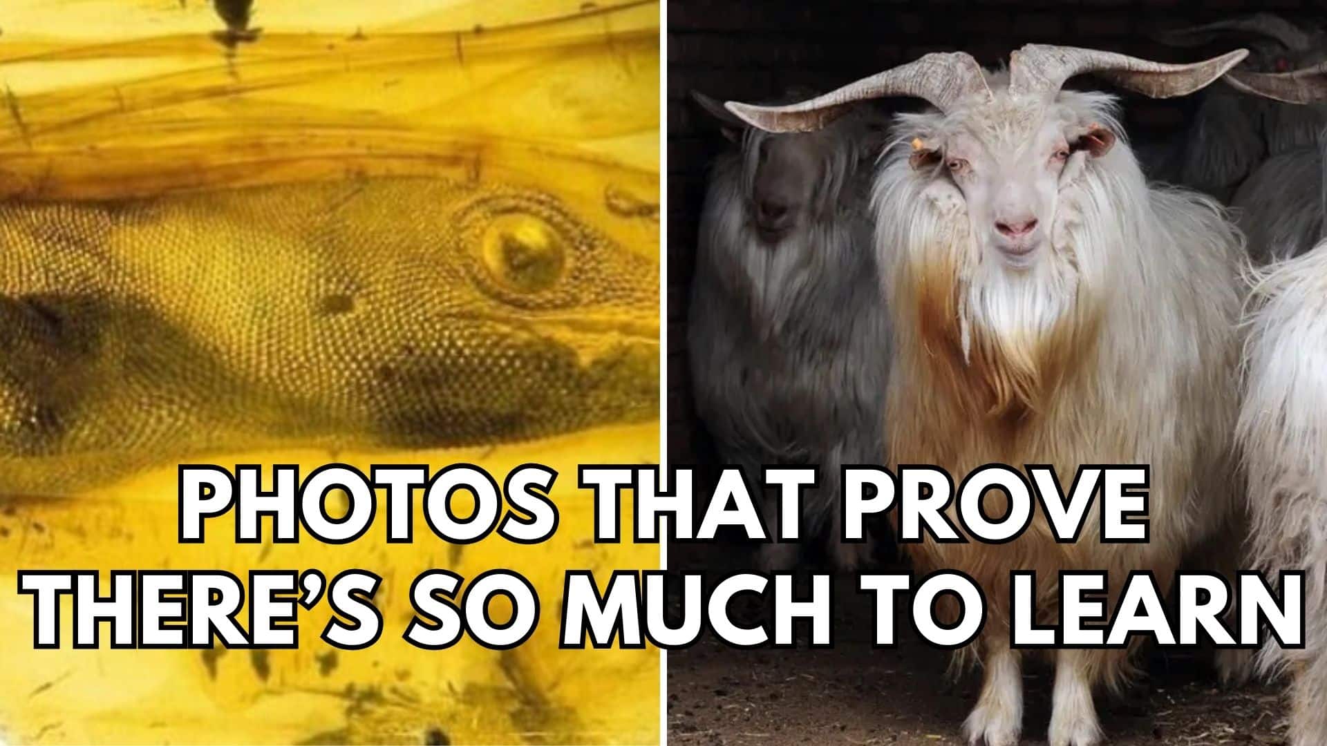 45 Unusual Photos of Things You Probably Haven’t Seen Before
